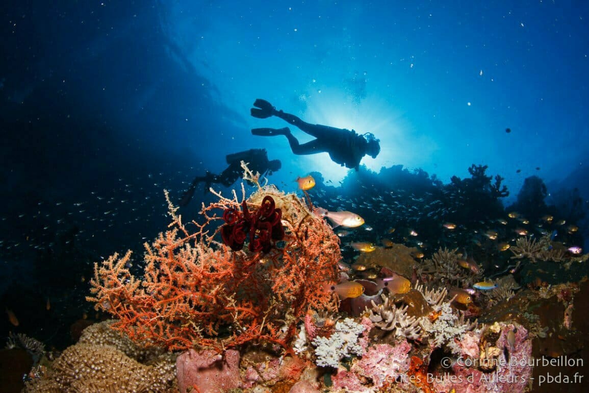 Photo sous-marine : 6 conseils pour réussir ses images sous l'eau quand ...